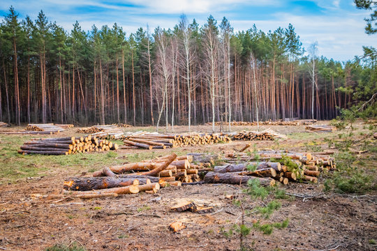 forest being chopped down