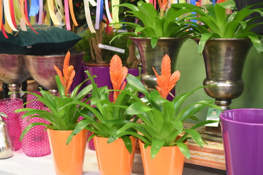 Bromel Images – Browse 51 Stock Photos, Vectors, and Video | Adobe Stock