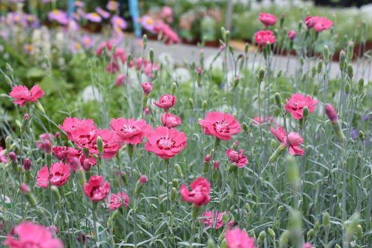 Pfingstblumen Bilder – Durchsuchen 141 Archivfotos, Vektorgrafiken und ...