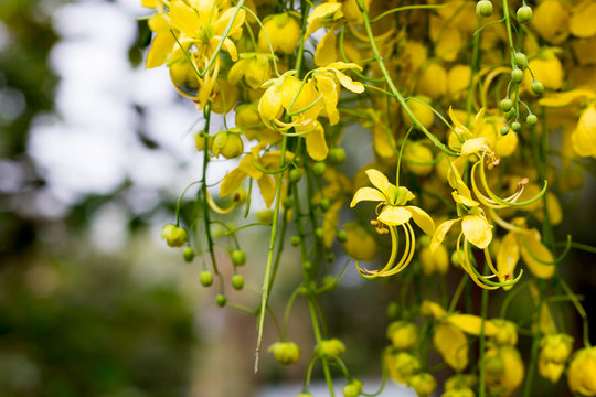 รูปภาพKanikonna – เลือกดูภาพถ่ายสต็อก เวกเตอร์ และวิดีโอ10,269 | Adobe ...