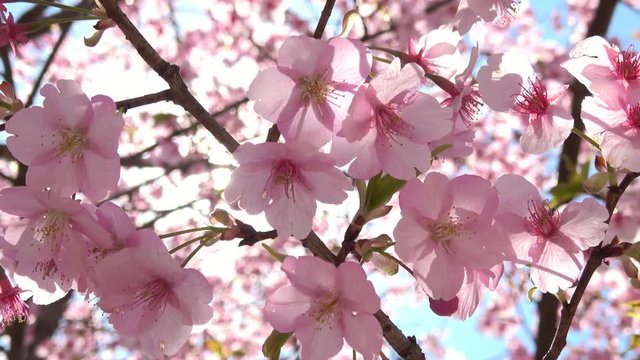 Kawazu-Zakura Bilder – Durchsuchen 533 Archivfotos, Vektorgrafiken und ...