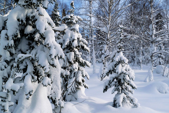 "Siberian Taiga" Images – Browse 1,120 Stock Photos, Vectors, and Video ...