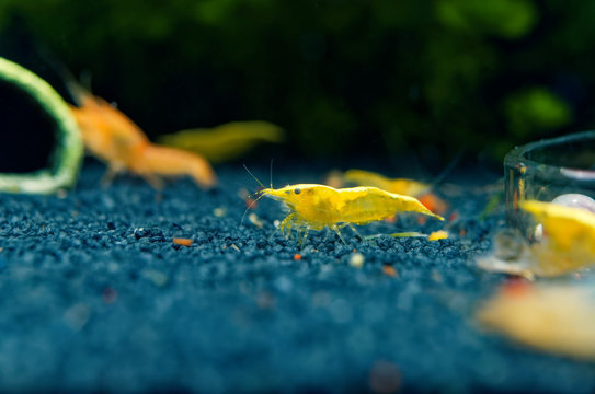 「Kanc」の画像 - 205 件の Stock 写真、ベクターおよびビデオ | Adobe Stock