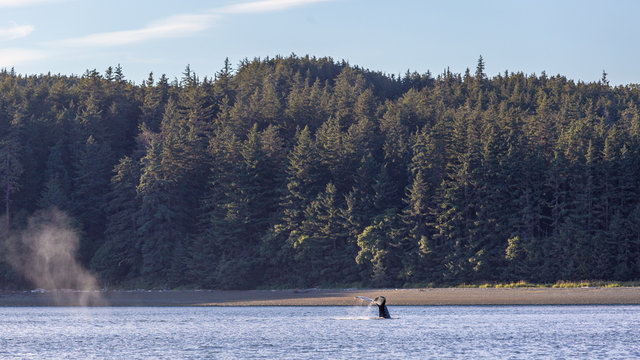 รูปภาพTongass – เลือกดูภาพถ่ายสต็อก เวกเตอร์ และวิดีโอ901 | Adobe Stock