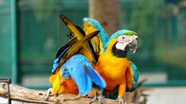 Macore Bilder – Durchsuchen 266 Archivfotos, Vektorgrafiken und Videos ...