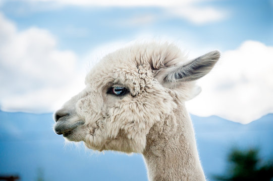Alpaca Close Up Images – HD & 4K Photos Free to Download | PikWizard
