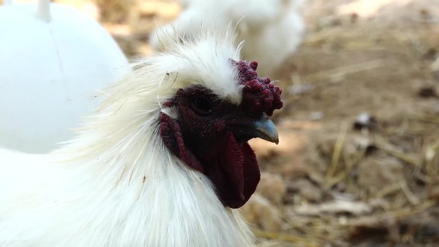 「チャボかわいい」の写真素材 | 38件の無料イラスト画像 | Adobe Stock
