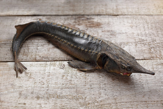 46 件の最適な Jesiotr 画像、ストック写真、ベクター | Adobe Stock