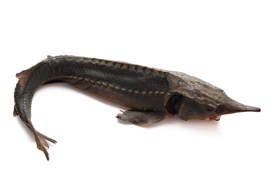 46 件の最適な Jesiotr 画像、ストック写真、ベクター | Adobe Stock