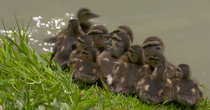 รูปภาพNanggol – เลือกดูภาพถ่ายสต็อก เวกเตอร์ และวิดีโอ94 | Adobe Stock
