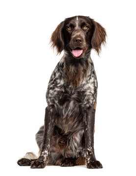 Are Small Munsterlander Pointer Hypoallergenic