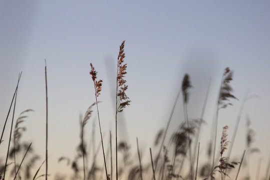 Grase Images – Browse 190 Stock Photos, Vectors, and Video | Adobe Stock