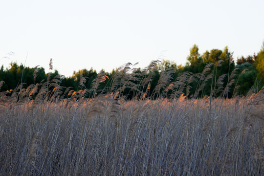 Grase Images – Browse 196 Stock Photos, Vectors, and Video | Adobe Stock