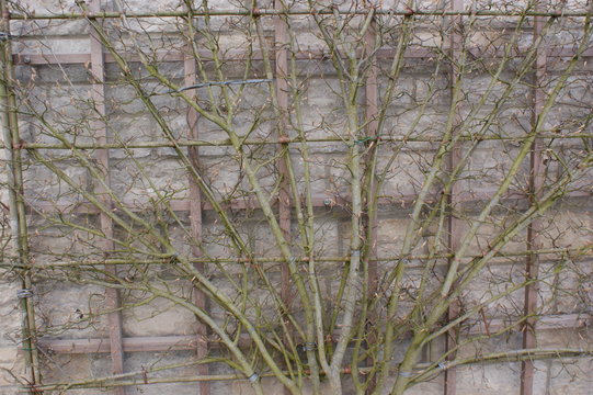 「Planze」の写真素材 | 1,625件の無料イラスト画像 | Adobe Stock