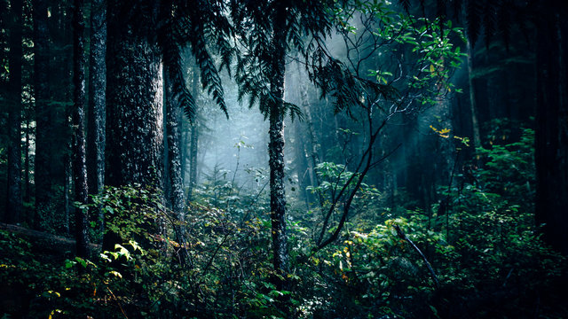 "Deep Forest" Images – Browse 6,817 Stock Photos, Vectors, and Video ...