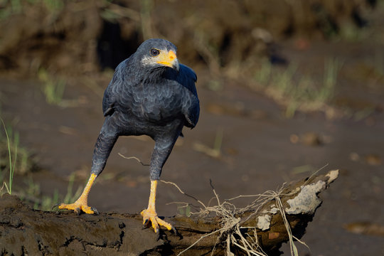 Black-Hawk Images – Browse 41 Stock Photos, Vectors, and Video | Adobe ...