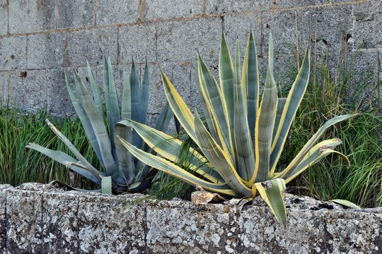รูปภาพMagueyes – เลือกดูภาพถ่ายสต็อก เวกเตอร์ และวิดีโอ1,942 | Adobe Stock