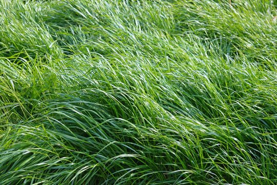 냇가 Images – Browse 880 Stock Photos, Vectors, and Video | Adobe Stock