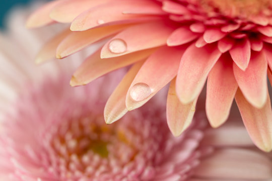 "Transvaal Daisy" Images – Browse 17,077 Stock Photos, Vectors, and ...