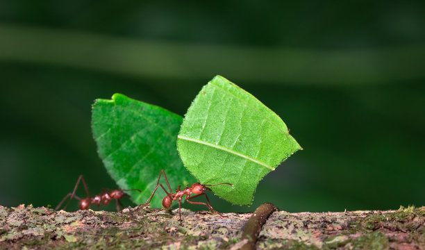 Leather Leaf Cutter Ant Soldier