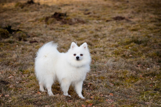 Volpino Italiano Brown