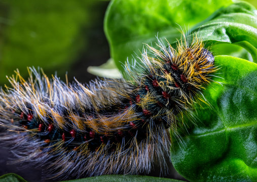 รูปภาพOruga – เลือกดูภาพถ่ายสต็อก เวกเตอร์ และวิดีโอ2,364 | Adobe Stock