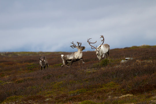 รูปภาพBullen – เลือกดูภาพถ่ายสต็อก เวกเตอร์ และวิดีโอ883 | Adobe Stock