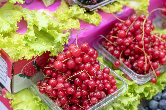 Groselha Bilder – Durchsuchen 377 Archivfotos, Vektorgrafiken und ...