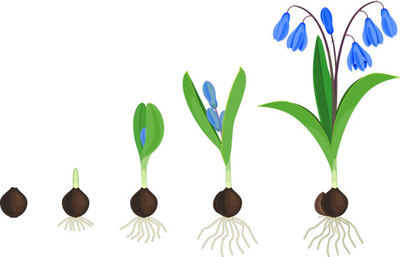 Life Cycle Of A Bluebell Flower | Best Flower Site