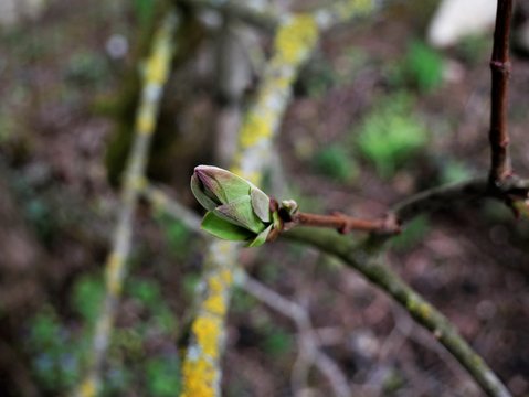 Flider Bilder – Durchsuchen 29 Archivfotos, Vektorgrafiken und Videos ...