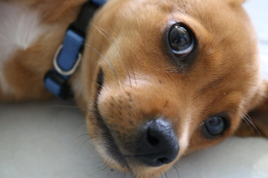 รูปภาพDoggo – เลือกดูภาพถ่ายสต็อก เวกเตอร์ และวิดีโอ4,334,885 | Adobe Stock