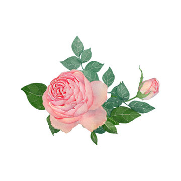 "Rose Isolated" Bilder – Durchsuchen 990 Archivfotos, Vektorgrafiken ...
