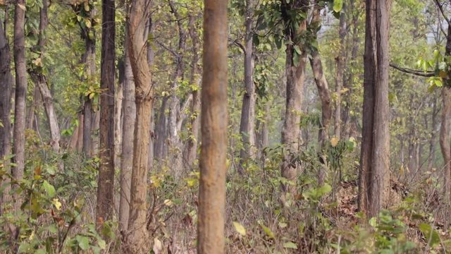 รูปภาพShala – เลือกดูภาพถ่ายสต็อก เวกเตอร์ และวิดีโอ1,134 | Adobe Stock