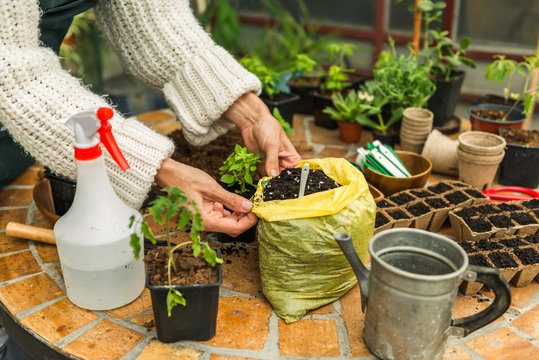 รูปภาพPoot – เลือกดูภาพถ่ายสต็อก เวกเตอร์ และวิดีโอ254 | Adobe Stock