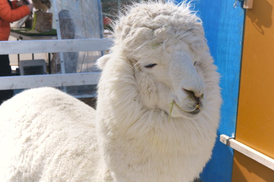 Apaca Images – Browse 33 Stock Photos, Vectors, and Video | Adobe Stock