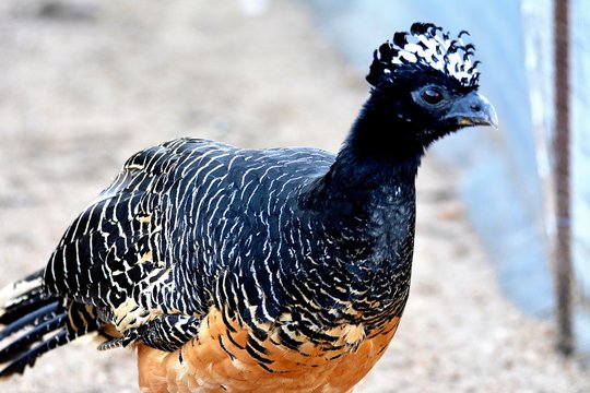 รูปภาพPerdices – เลือกดูภาพถ่ายสต็อก เวกเตอร์ และวิดีโอ303 | Adobe Stock