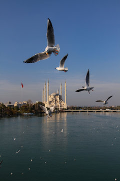 Sabanci Bilder – Durchsuchen 848 Archivfotos, Vektorgrafiken und Videos | Adobe Stock