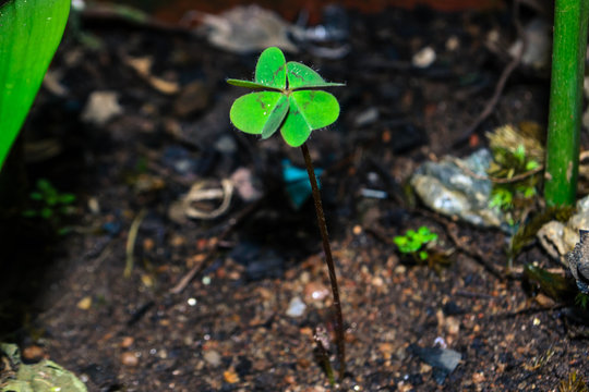 Treffle Images – Browse 205 Stock Photos, Vectors, and Video | Adobe Stock