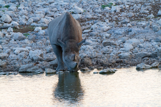 รูปภาพRino – เลือกดูภาพถ่ายสต็อก เวกเตอร์ และวิดีโอ2,778 | Adobe Stock