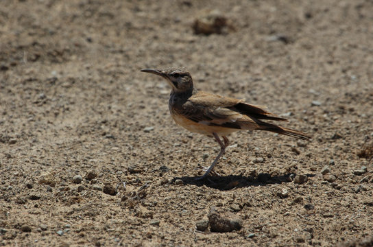 Hoopoe-Lark Images – Browse 104 Stock Photos, Vectors, and Video ...