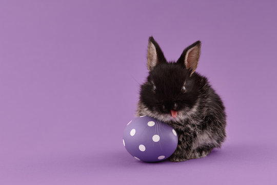 Easter Bunny Purple Images – Browse 18,371 Stock Photos, Vectors, and ...