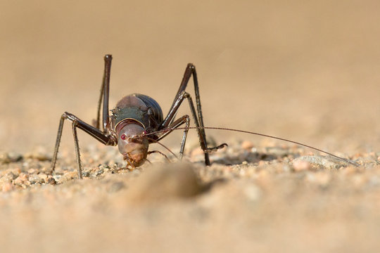 "Acanthoplus Discoidalis" Images – Browse 95 Stock Photos, Vectors, and ...