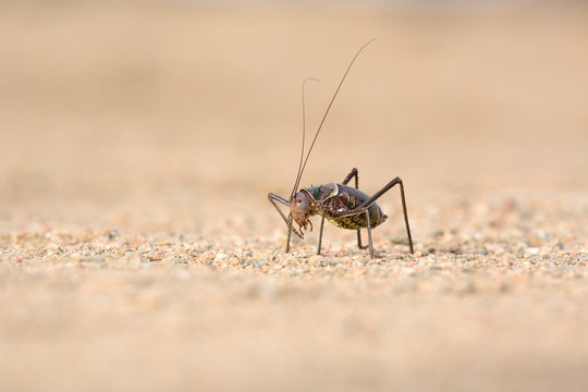 "Acanthoplus Discoidalis" Images – Browse 95 Stock Photos, Vectors, and ...