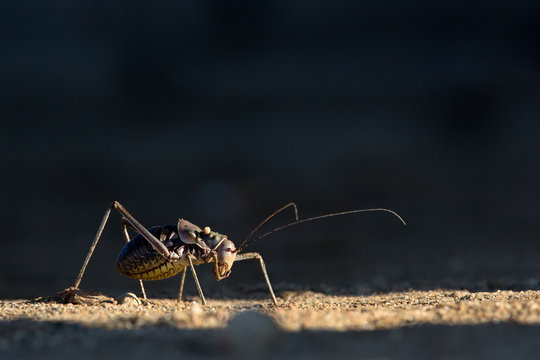 Setotojane Images – Browse 49 Stock Photos, Vectors, and Video | Adobe ...