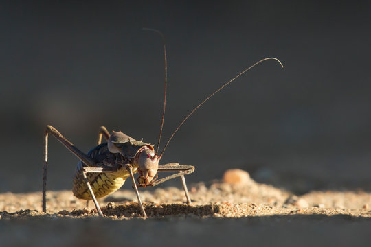 Setotojane Images – Browse 49 Stock Photos, Vectors, and Video | Adobe ...