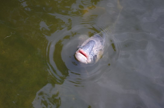 รูปภาพNosey – เลือกดูภาพถ่ายสต็อก เวกเตอร์ และวิดีโอ66,456 | Adobe Stock