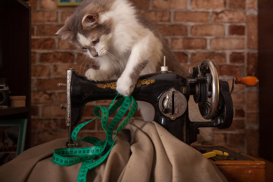 Cat Sewing Machine Images – Browse 448 Stock Photos, Vectors, and Video ...