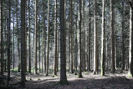 Coniferales Bilder – Durchsuchen 15,886 Archivfotos, Vektorgrafiken und ...