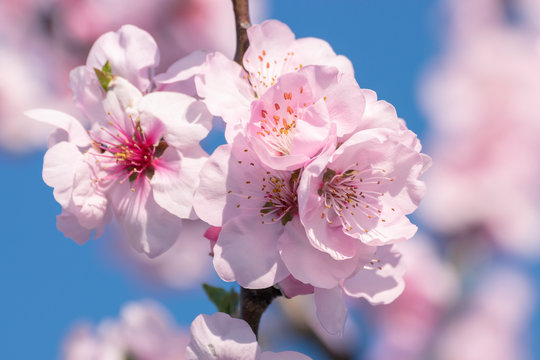 "Blume Images – Browse 1,190,842 Stock Photos, Vectors, and Video ...