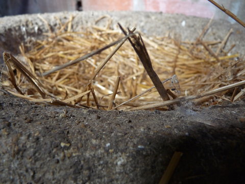 「Nid-De-Poule」の写真素材 | 63件の無料イラスト画像 | Adobe Stock